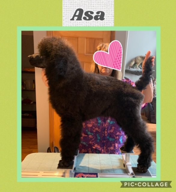 Poodle Gallery : Croton Pines Standard Poodles