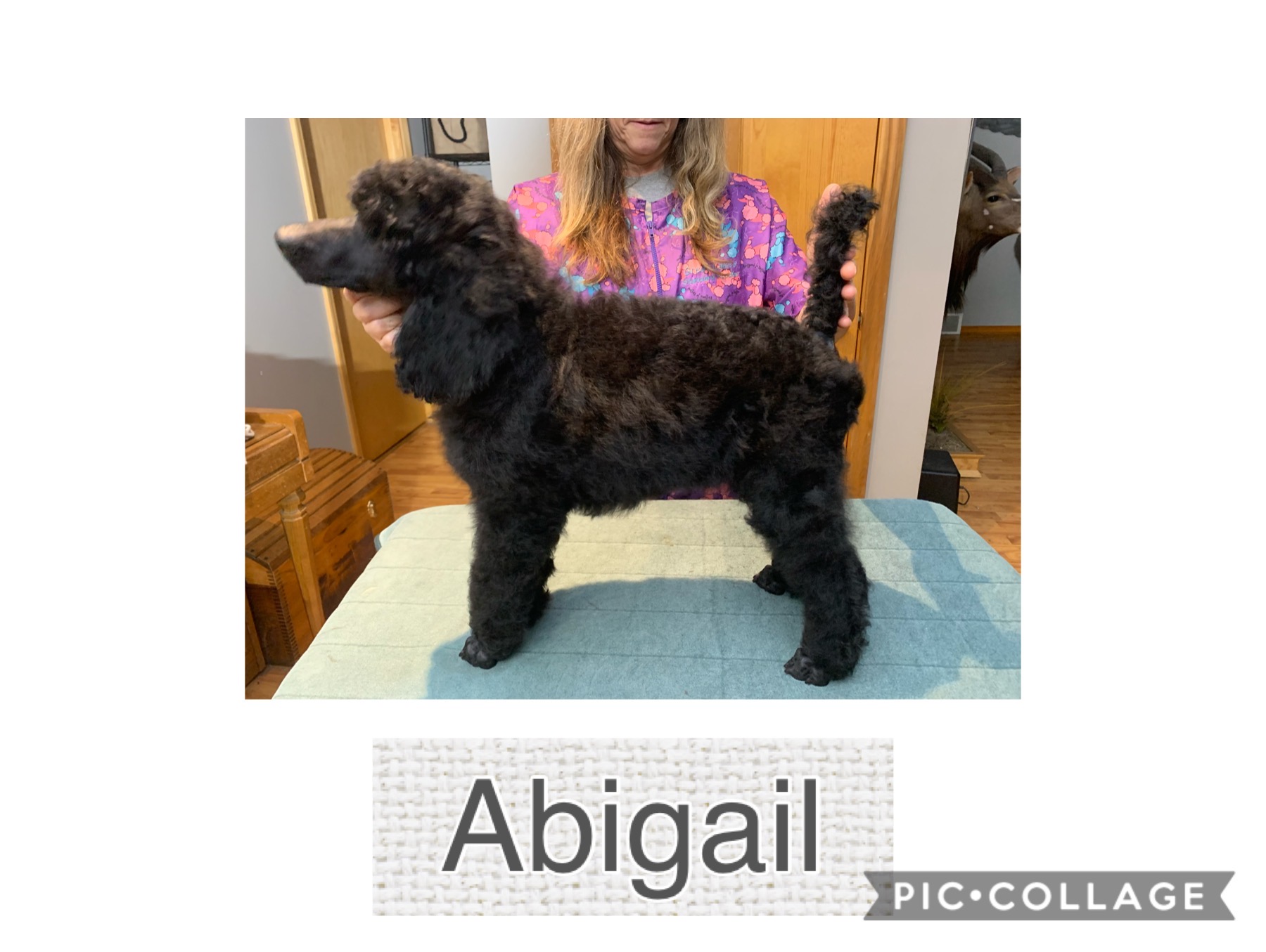 Poodle Gallery : Croton Pines Standard Poodles