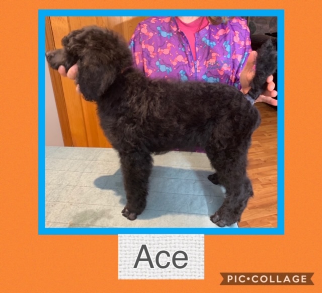 Poodle Gallery : Croton Pines Standard Poodles