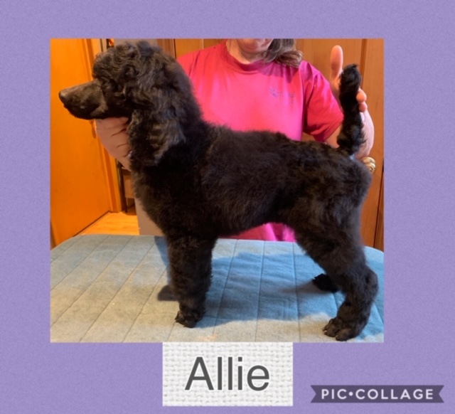 Poodle Gallery : Croton Pines Standard Poodles