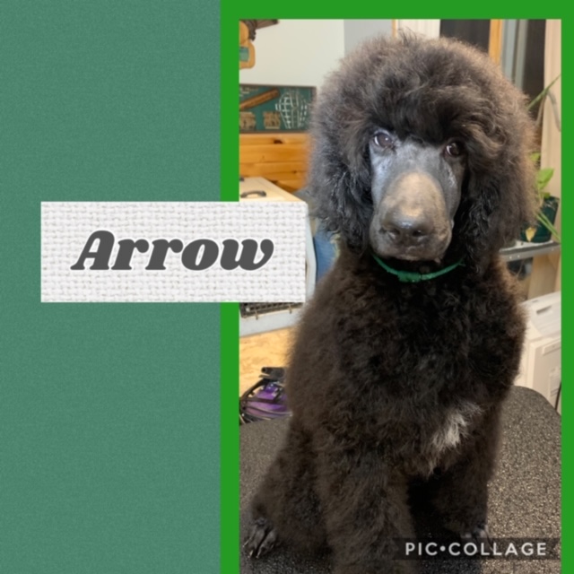 Poodle Gallery : Croton Pines Standard Poodles