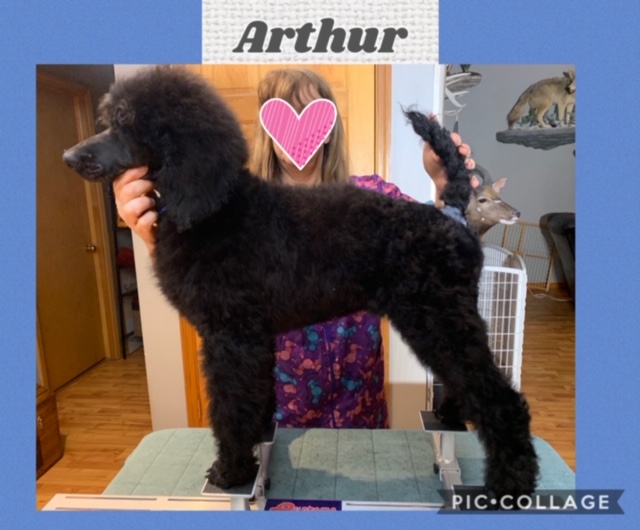 Poodle Gallery : Croton Pines Standard Poodles