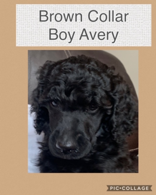 Poodle Gallery : Croton Pines Standard Poodles